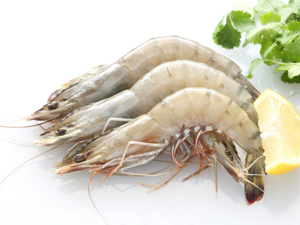 Why choosing the right prawn solution to stop Blackspot matters - NCC ...